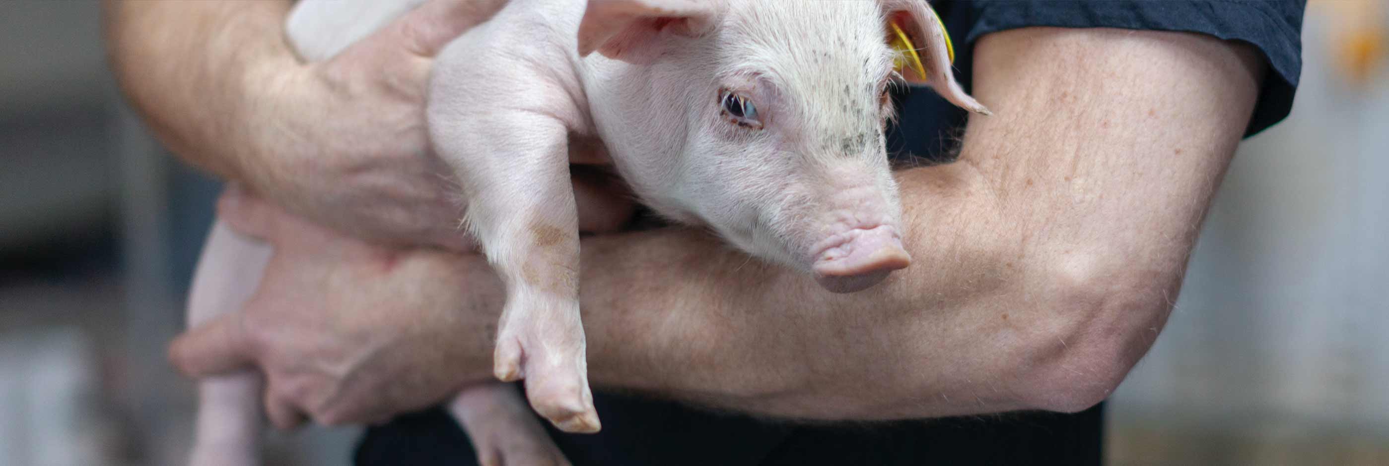 Speciality proteins and fiber for swine